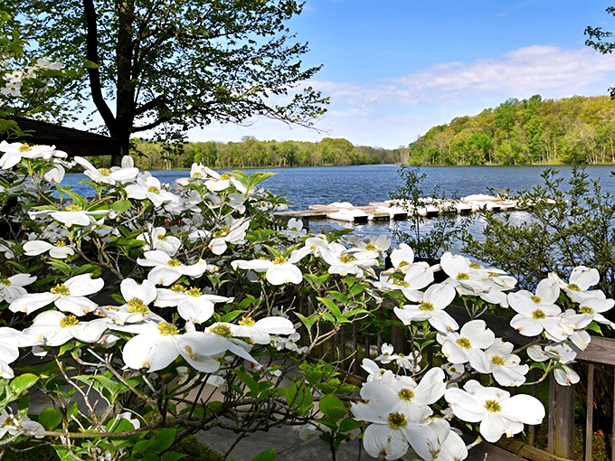 Chain O' Lakes' crystal waters reflect dogwood blossoms in spring. Nature's version of high-definition television, no remote required.