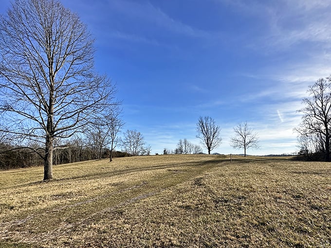 Winter's quiet canvas&mdash;where bare trees sketch their silhouettes against an endless sky.
