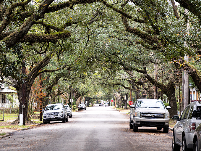 Georgetown's tree-lined streets create natural tunnels of green, where sunlight dapples through like nature's own stained glass.