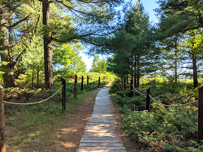 A wooden boardwalk winds through towering pines at Kohler-Andrae State Park. Nature's red carpet treatment without the paparazzi!