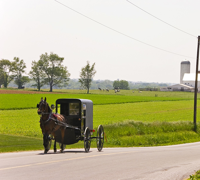 In Leola, even the horses seem to know they're part of a living tradition that refuses to be rushed.
