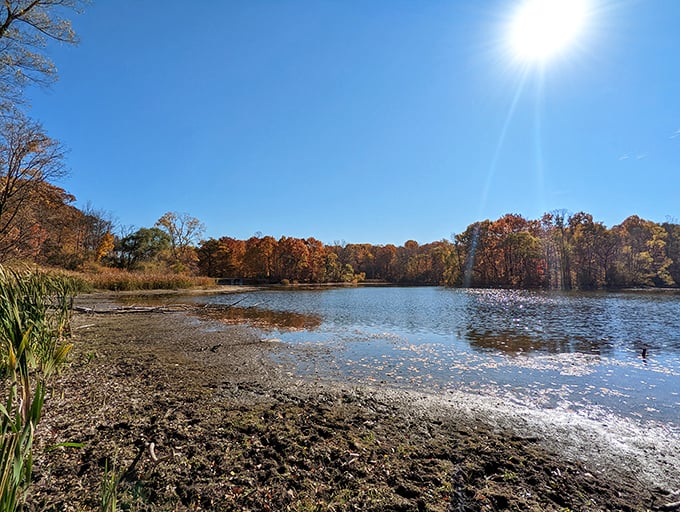Forest bathing, Michigan style! Maybury's sun-dappled trails offer a peaceful retreat where stress dissolves with every step.