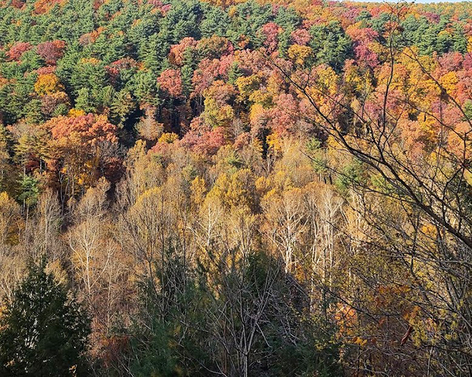 Autumn paints Mohican-Memorial with nature's most vibrant palette. Fall foliage that puts Instagram filters to shame!