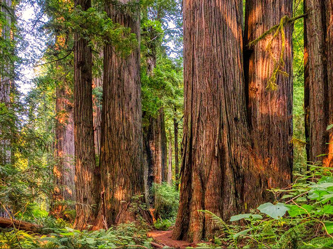 These towering giants dwarf everything around them, standing tall since before your great-great-grandparents were born.