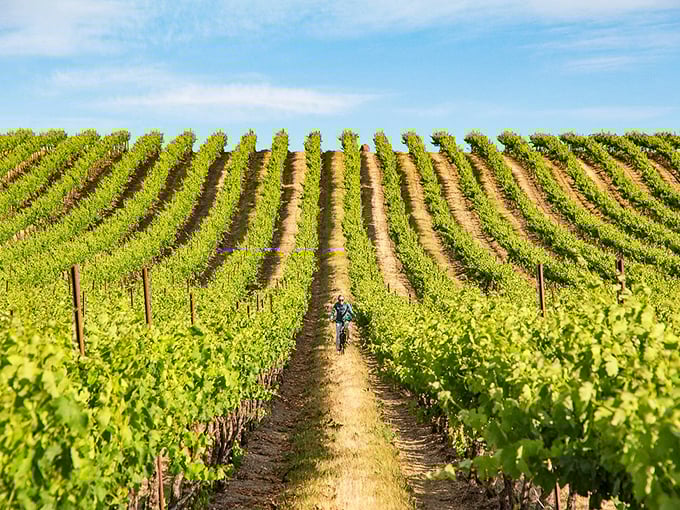 Vineyards near Prosser produce world-class wines with tasting fees that won't drain your Social Security check.