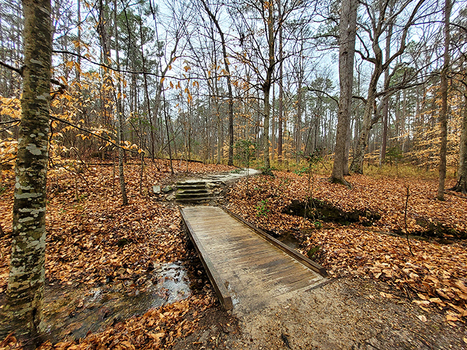 These towering cliffs have watched over the Cape Fear River for millions of years.