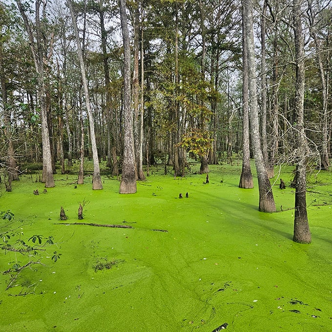 The swinging bridge at Lake Claiborne adds a little adventure to your nature walk, where pine forests meet peaceful water under endless skies.