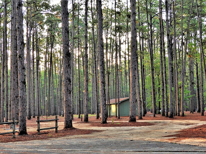 Towering pine trees create natural camping cathedrals where every site feels like your own private retreat.