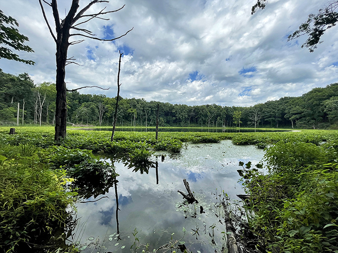 Lily pads float like nature's stepping stones across this peaceful aquatic highway.