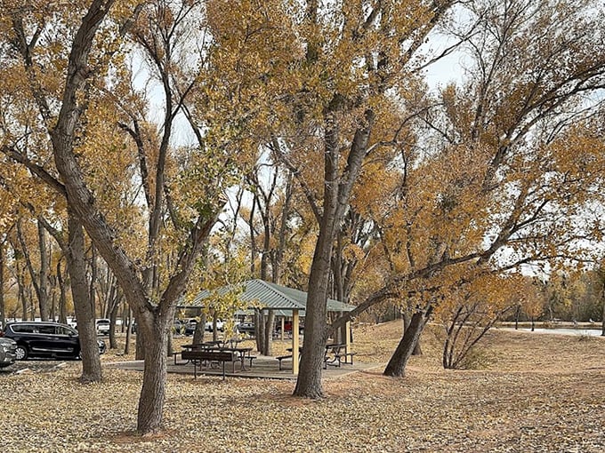 Dead Horse Ranch's autumn cottonwoods put on a golden show that rivals any Broadway production.