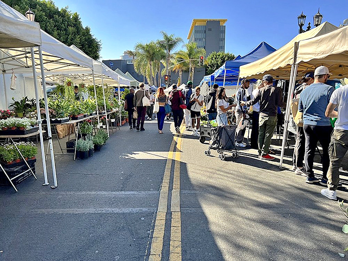 At Hollywood Farmers' Market, shoppers navigate a sea of tents where California's finest harvests await discovery.
