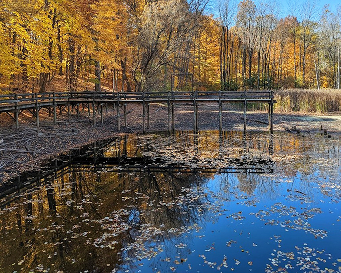 Fall at Maybury State Park &ndash; nature's way of showing off before taking a long winter nap.