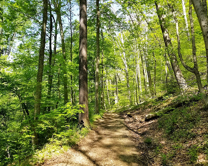 Sunlight filters through towering trees on this Mohican-Memorial trail. Nature's cathedral, no reservation required.