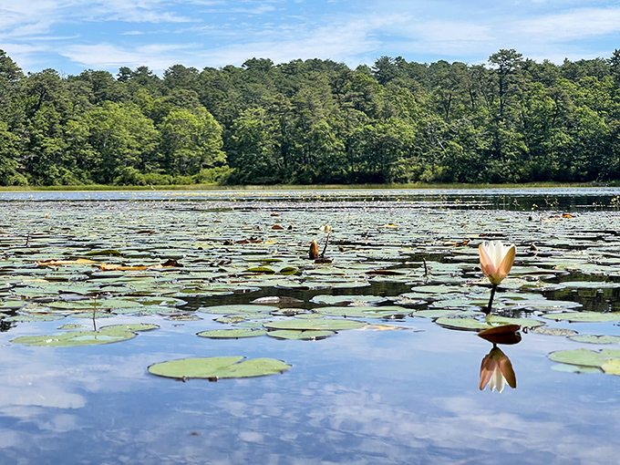 Water lilies putting on their summer show. Nickerson's ponds bloom with life that seems to float between worlds.