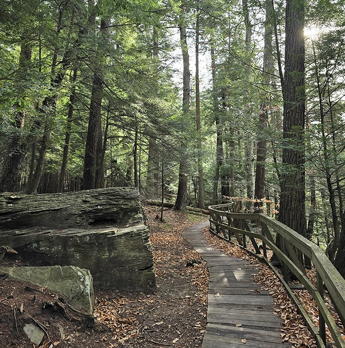Ancient hemlocks stand guard over Salt Springs' waters. These gentle giants have witnessed centuries of Pennsylvania history.