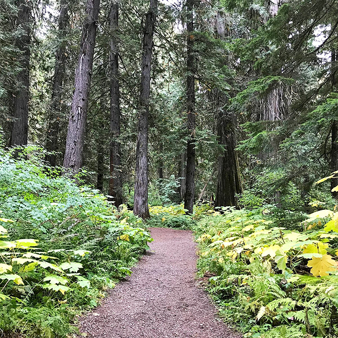 This forest trail in Troy whispers, "Retirement doesn't need a cruise ship when you've got paths like me at your doorstep."