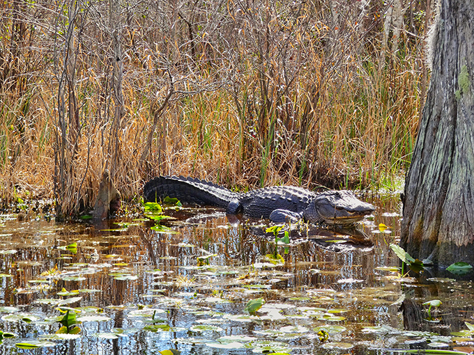 Prehistoric roommate included at no extra charge&mdash;this sunbathing alligator has perfected the art of looking simultaneously lazy and terrifying.