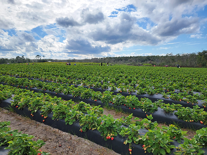 Strawberry fields forever? At local farms like this, you can pick your own berries while contemplating how supermarket fruit never quite tastes this sweet. 