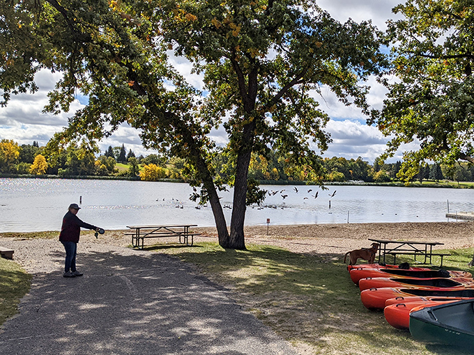 Kayaks waiting patiently for their next adventure. Like colorful chariots ready to carry explorers across Lake Renwick's inviting waters.