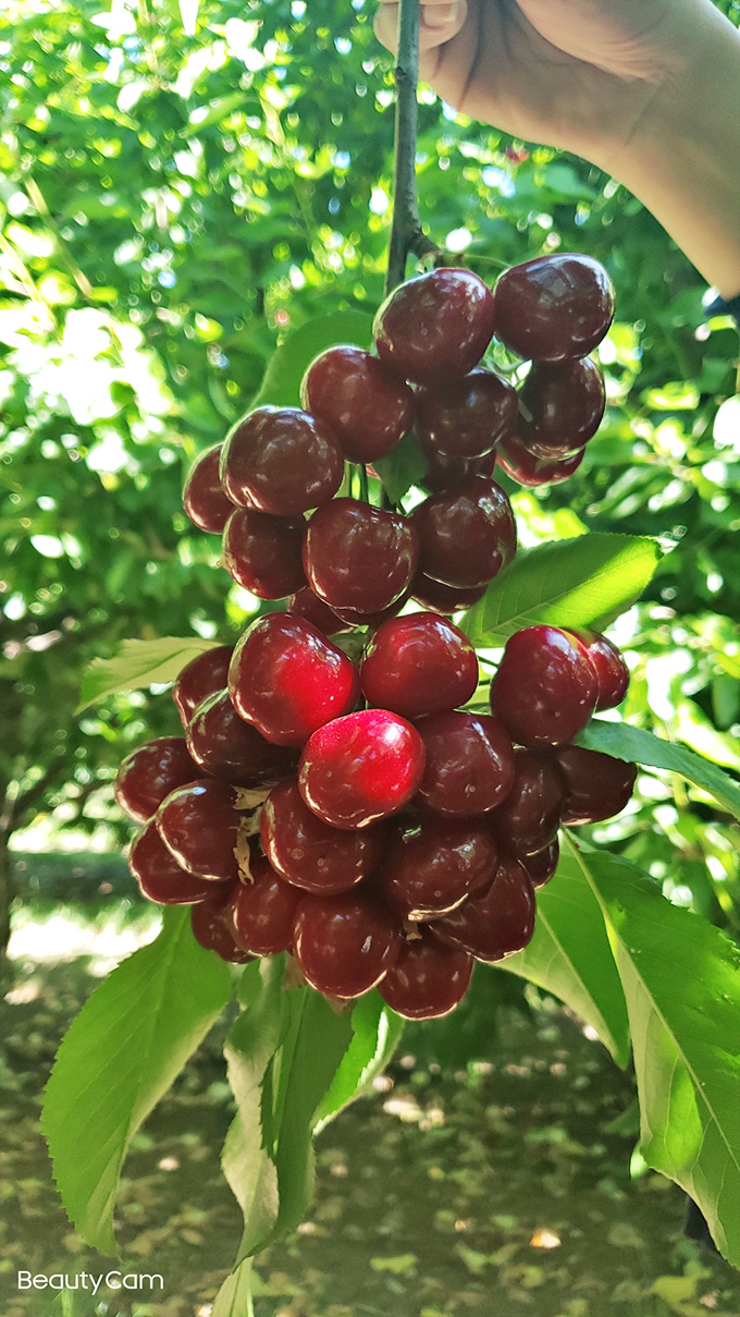 Clusters of cherries hanging like edible jewelry&mdash;Mother Nature showing off her accessory design skills to perfection.