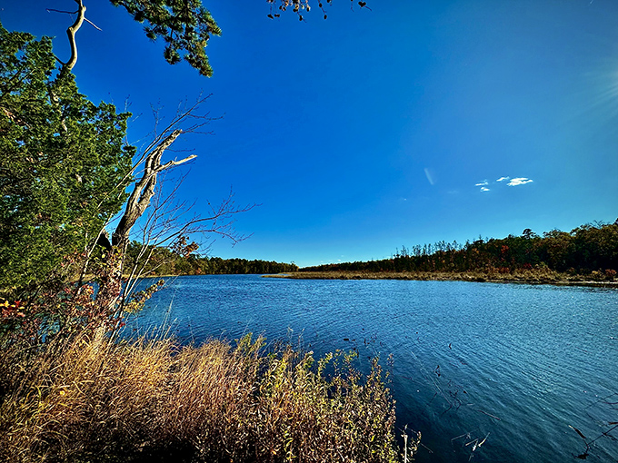 Atlantic County Park doesn't just offer recreation&mdash;it offers rejuvenation. These boardwalks through pristine woods make daily exercise feel like a privilege.