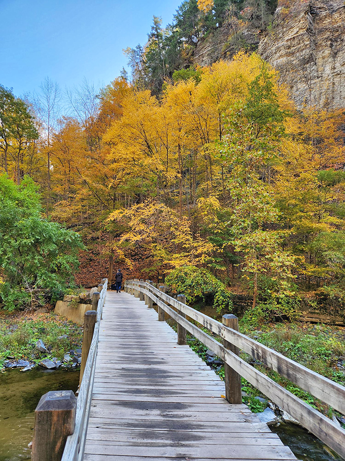 Nature's wooden catwalk stretches through a golden forest. Walking here in fall feels like strolling through a glass of fine bourbon.
