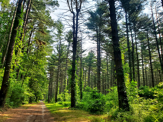 Blackbird State Forest's towering pines create nature's cathedral, where sunlight filters through branches and the only soundtrack is birdsong and rustling leaves.