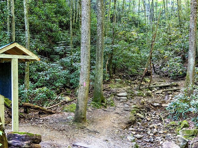 Buffalo Mountain Park's forest trails offer a verdant escape just minutes from downtown&mdash;nature's air conditioning with a side of birdsong.