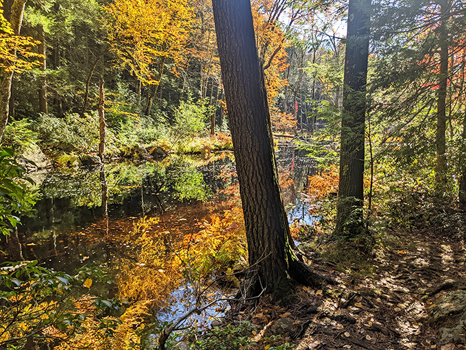 Serenity now! This calm section of forest waterway offers a peaceful counterpoint to the falls' dramatic plunges nearby.