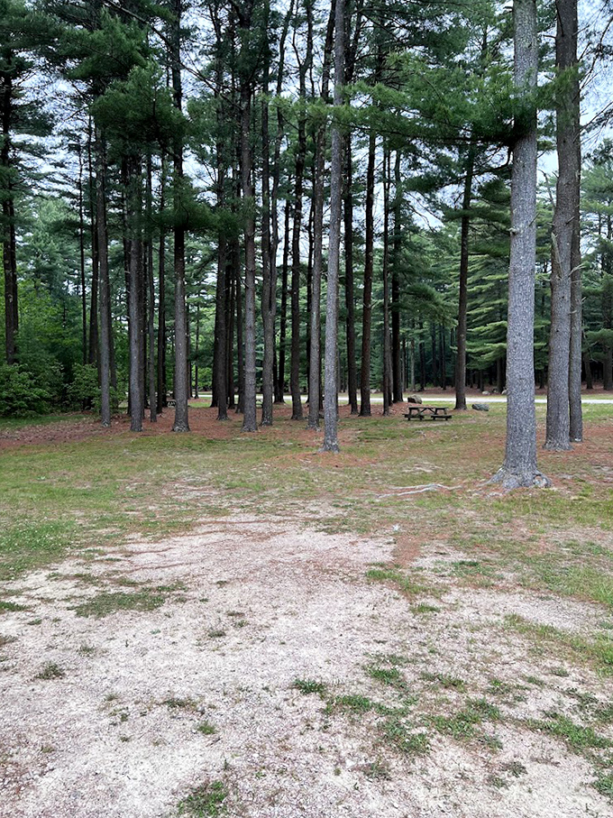 Tall pines standing like nature's apartment buildings. This campsite offers more privacy than some hotels I've stayed in.