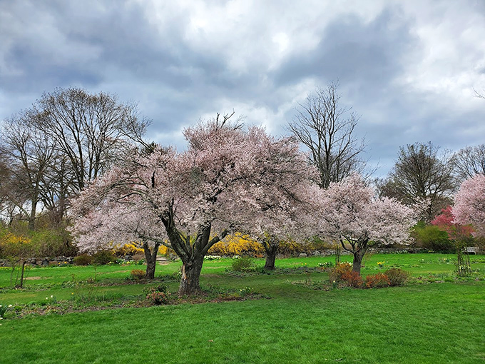 Cherry blossoms create a pink cloud effect that would make even the most dedicated Japanese garden jealous. Spring perfection in New Jersey!