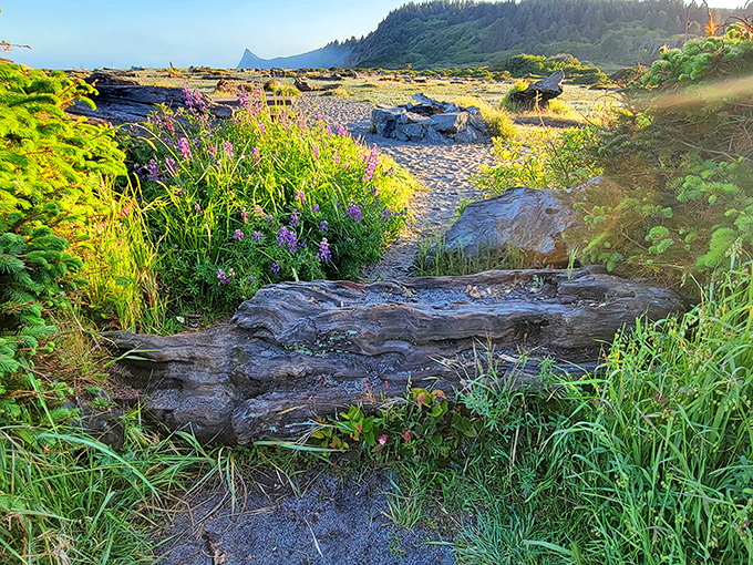 Wildflowers and driftwood creating nature's perfect beachfront garden. No landscape architect could improve on this spontaneous coastal masterpiece.