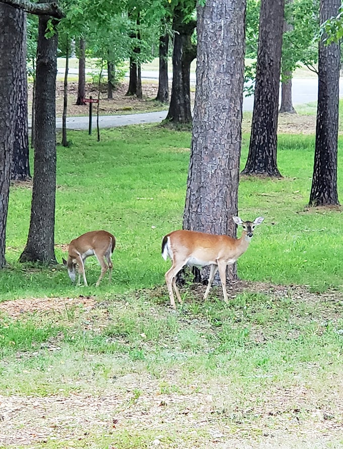 Local residents who don't pay rent but contribute plenty to the ambiance. These deer are the unofficial welcoming committee.