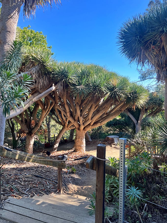 Dragon trees create prehistoric drama against the blue California sky. Like something from Jurassic Park, minus the running and screaming.
