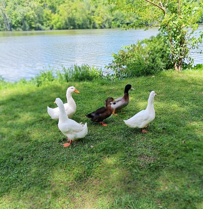Local ducks conducting their morning board meeting, discussing important matters like breadcrumb availability.