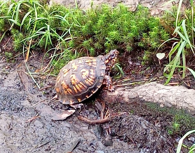 Hello there, little friend! This Eastern Box Turtle is the park's original slow-living influencer, teaching visitors the art of unhurried exploration.