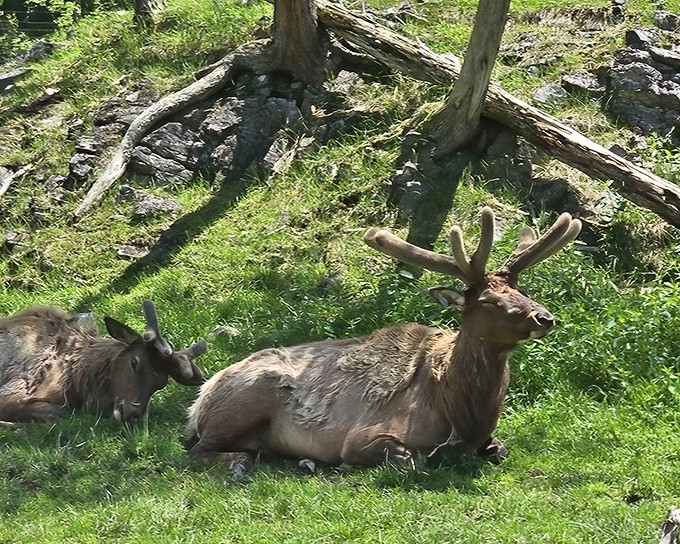 "Just lounging, don't mind me." Majestic elk take a grass break at the wildlife park, showing off antlers that would make any chandelier jealous.