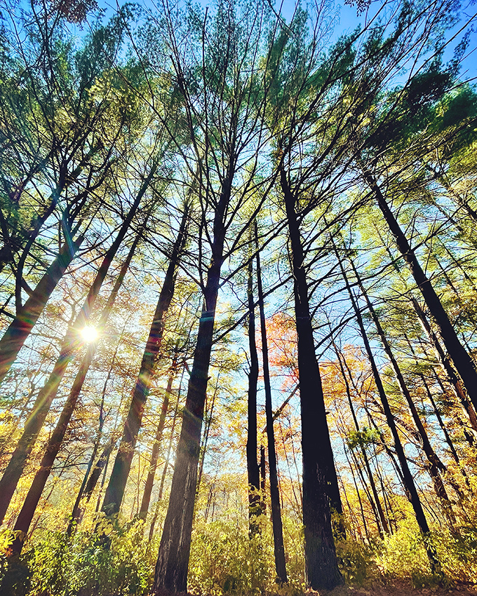 Looking up through these towering sentinels, you'll find the original cathedral ceiling &ndash; no architect required, just patience measured in centuries.