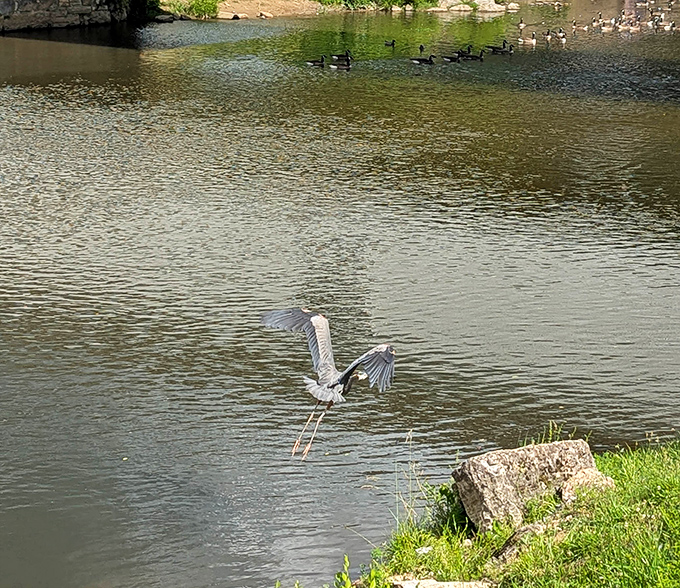 "Excuse me, coming through!" A great blue heron takes flight over the Doe River, proving the bridge attracts impressive visitors of all species.