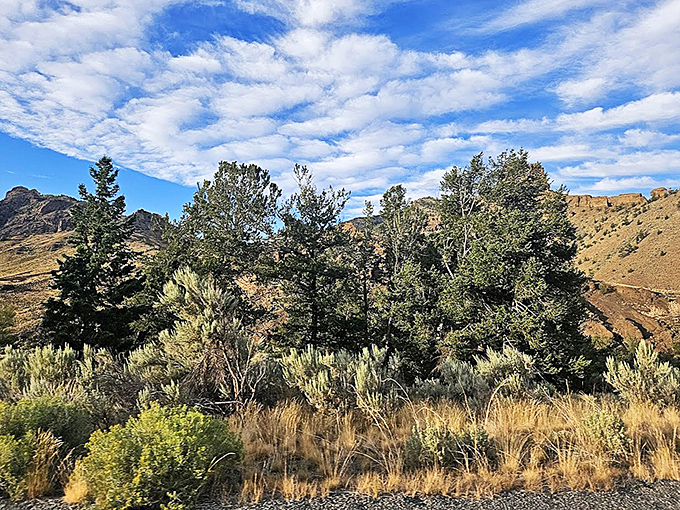 Wyoming's version of a high-rise neighborhood. These pines have better views than penthouses in Manhattan, and significantly fewer noisy neighbors.