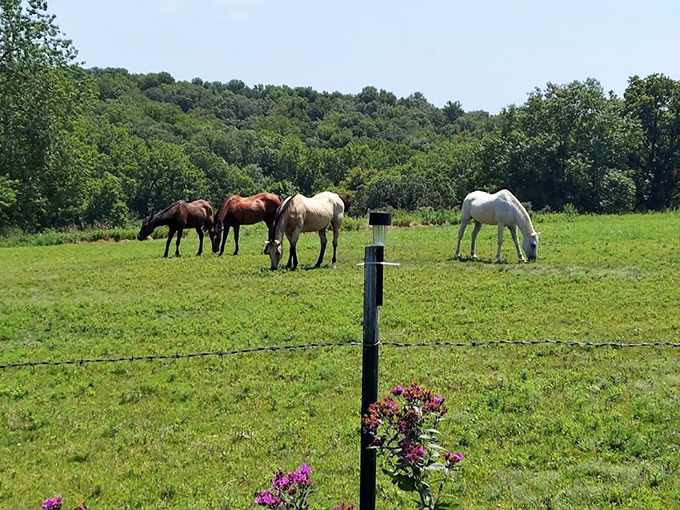 These majestic horses grazing peacefully have no idea they're living in one of Nebraska's most photogenic screensavers.
