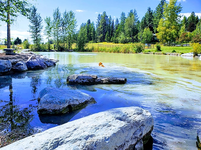Crystal clear waters and smooth stones create nature's perfect playground, where even dogs seem to appreciate the pristine beauty of Montana's landscape.
