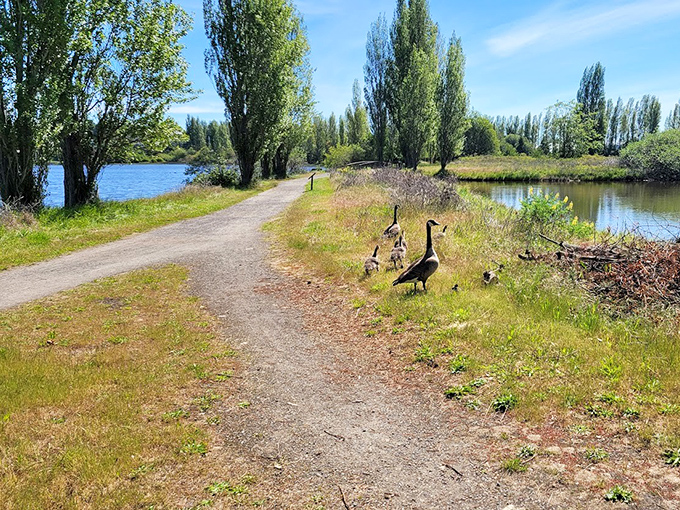 Where wildlife writes the itinerary&mdash;Kah Tai Lagoon's feathered residents greet visitors along shoreline trails.