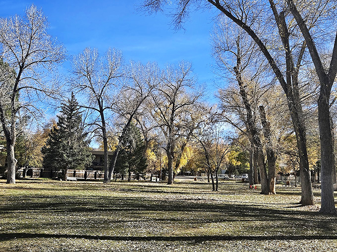 Kit Carson Park's autumn display proves that Mother Nature does her best color work in the high desert. Leaf peeping without the New England crowds.