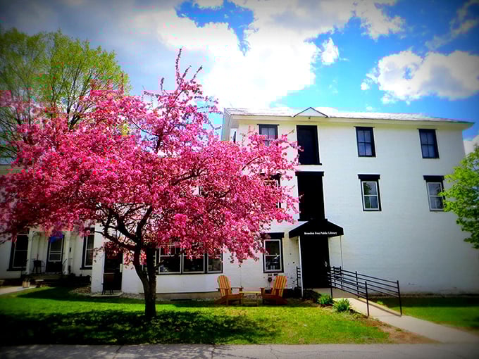 Spring explodes in pink blossoms outside the library. Even the trees in Brandon know how to make a dramatic entrance.