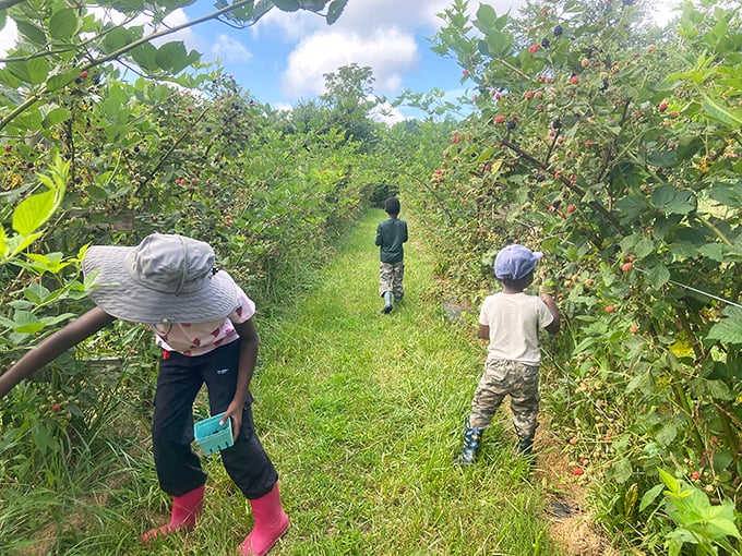 Berry picking with kids in Mentone's orchards creates the kind of memories that outlast any souvenir. Nothing tastes sweeter than fruit you've harvested yourself.
