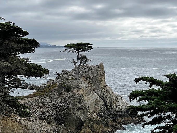 Nature's ultimate survivor&mdash;the Lone Cypress clings to its rocky perch like it's auditioning for a California tourism commercial. And nailing it.