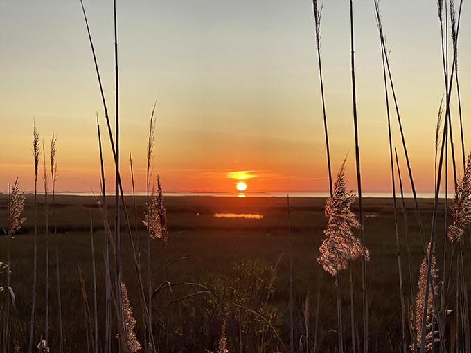 Sunset paints the marshland in golden hues as beach grass silhouettes frame nature's nightly masterpiece over Barnegat Bay.