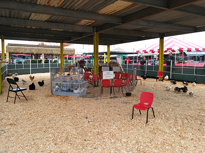 The mini-farm area: where city kids discover chickens don't actually come pre-packaged in plastic trays. Educational entertainment at its finest.