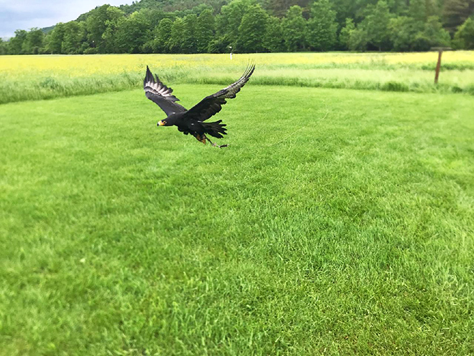 Freedom in flight: This majestic raptor at New England Falconry reminds us why "free as a bird" became an expression.